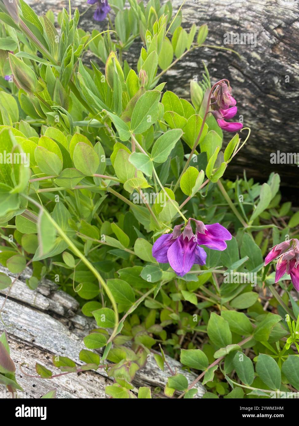 seaside pea (Lathyrus japonicus Stock Photo - Alamy