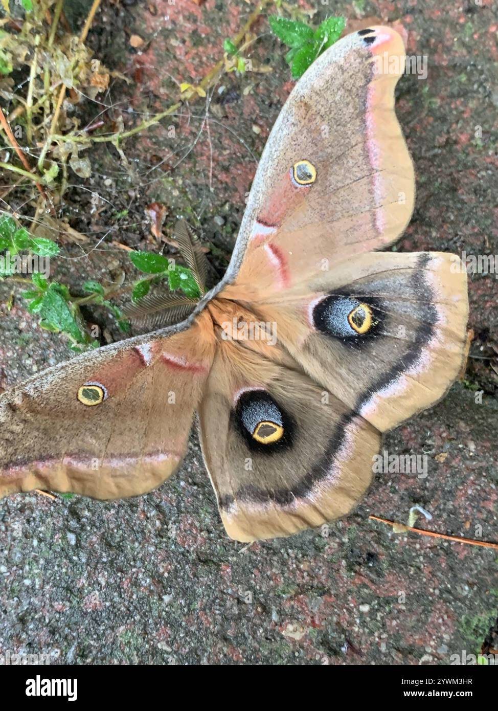 Polyphemus Moth (Antheraea polyphemus Stock Photo - Alamy