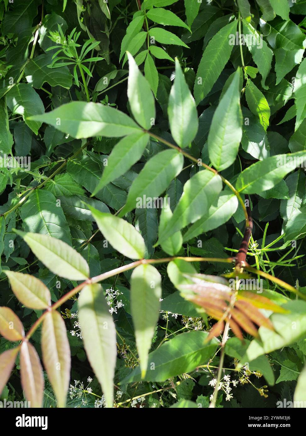 European ash (Fraxinus excelsior Stock Photo - Alamy