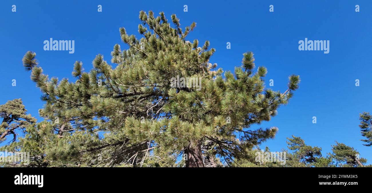 Jeffrey pine (Pinus jeffreyi Stock Photo - Alamy