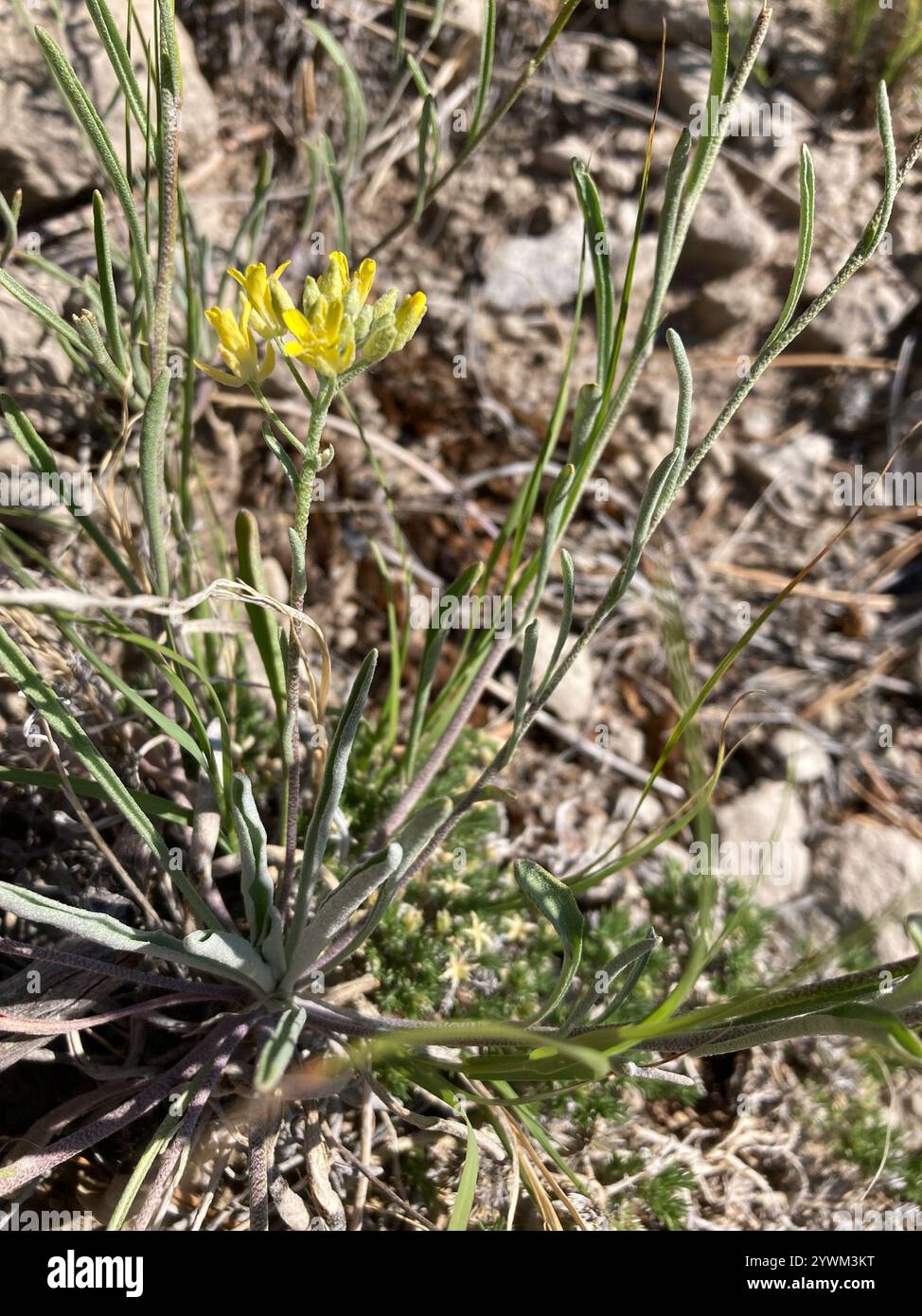 silver bladderpod (Physaria ludoviciana Stock Photo - Alamy