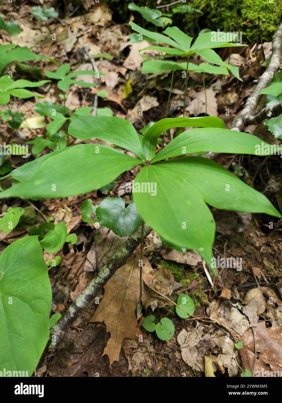 Cucumber Root (Medeola virginiana Stock Photo - Alamy