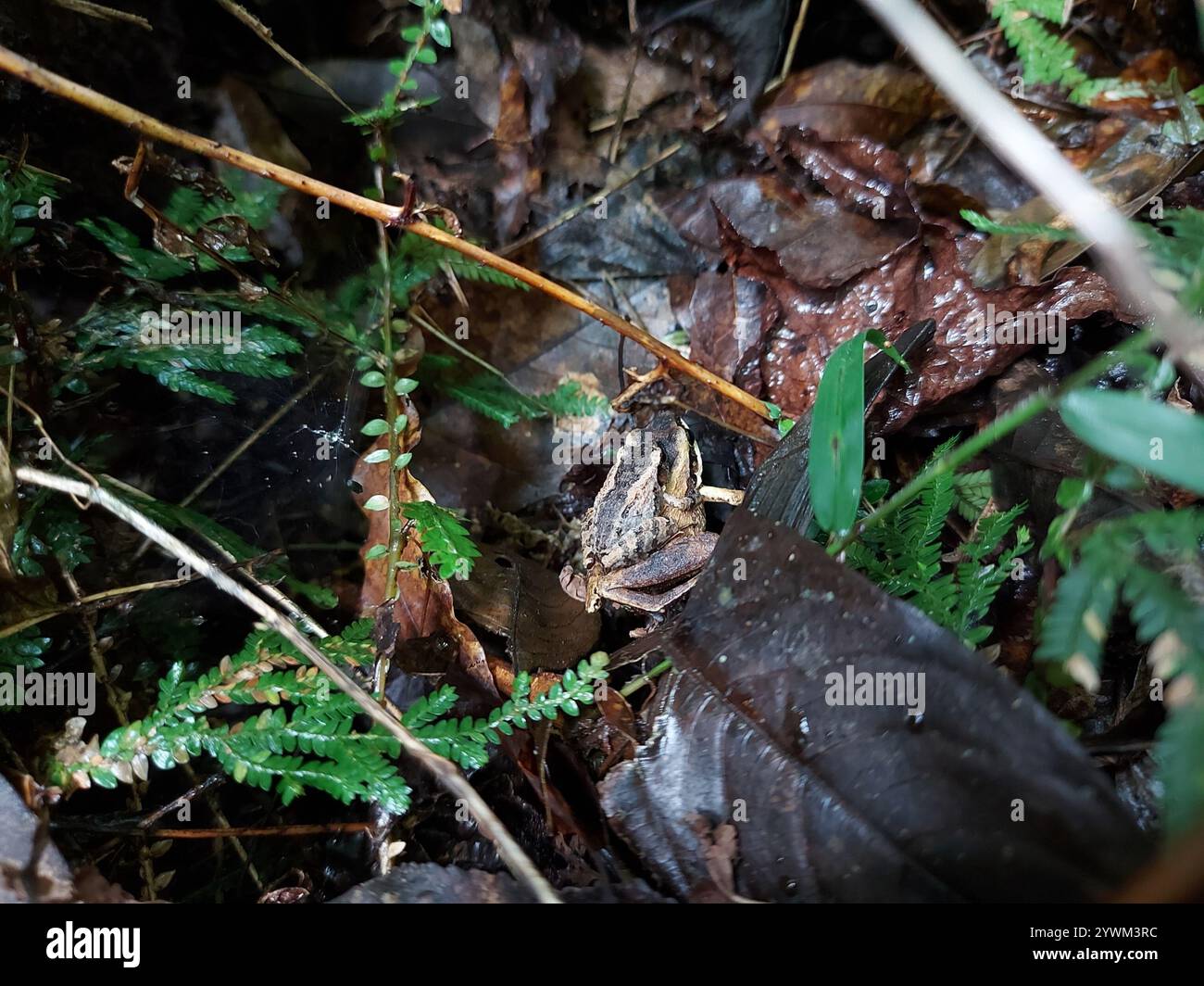 Northern Rainfrogs (Craugastor Stock Photo - Alamy