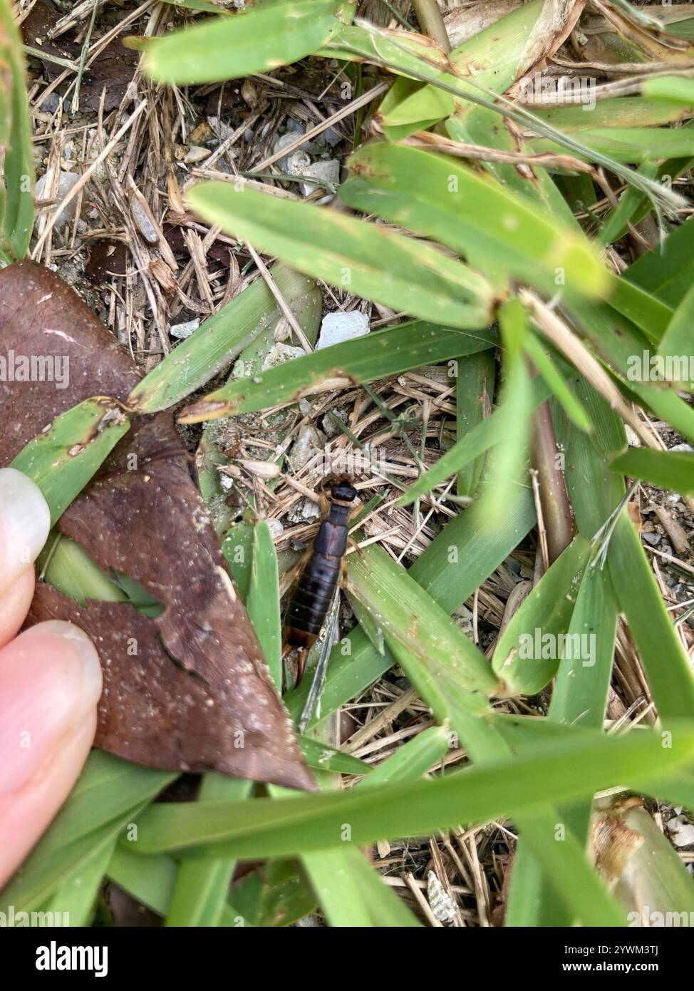 Shore Earwig (Labidura riparia Stock Photo - Alamy