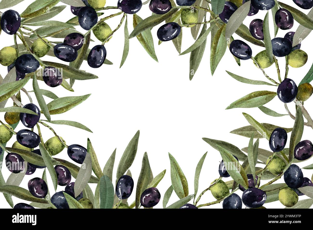 Olive branch with green and black olive berries watercolor illustration ...