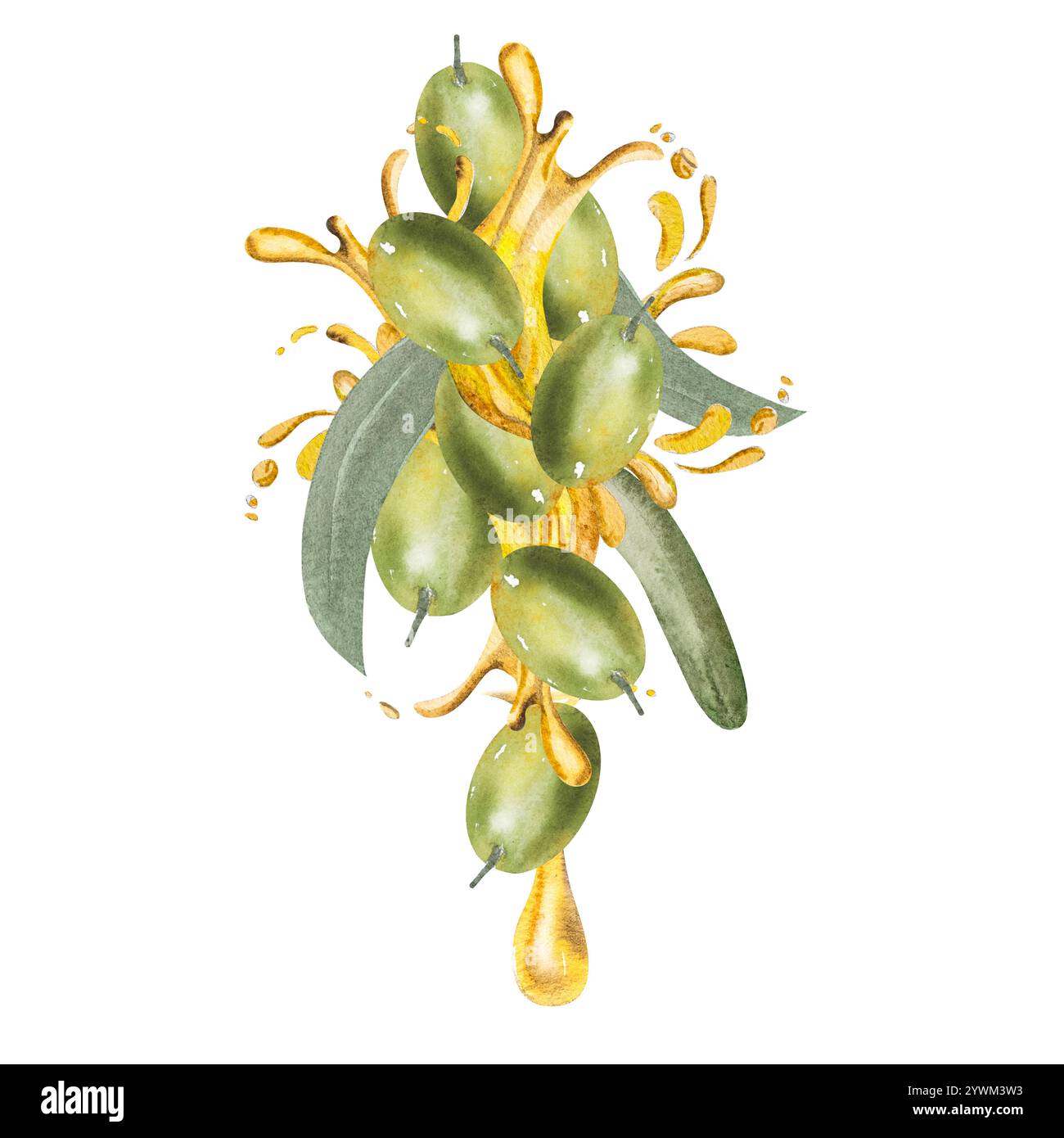 Olive fruits and olive leaves in drops of olive oil. Olive oil drops ...