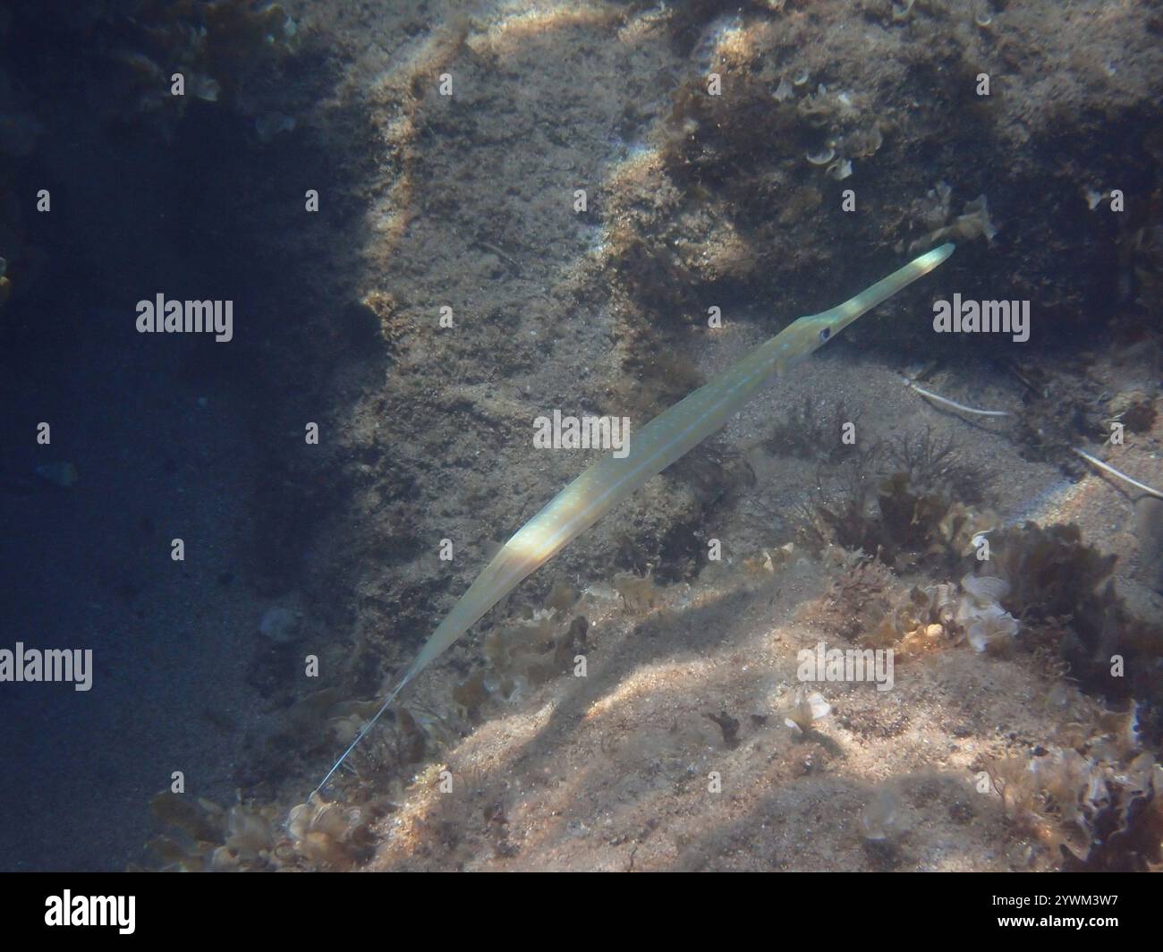 Blue-spotted Cornetfish (Fistularia commersonii Stock Photo - Alamy