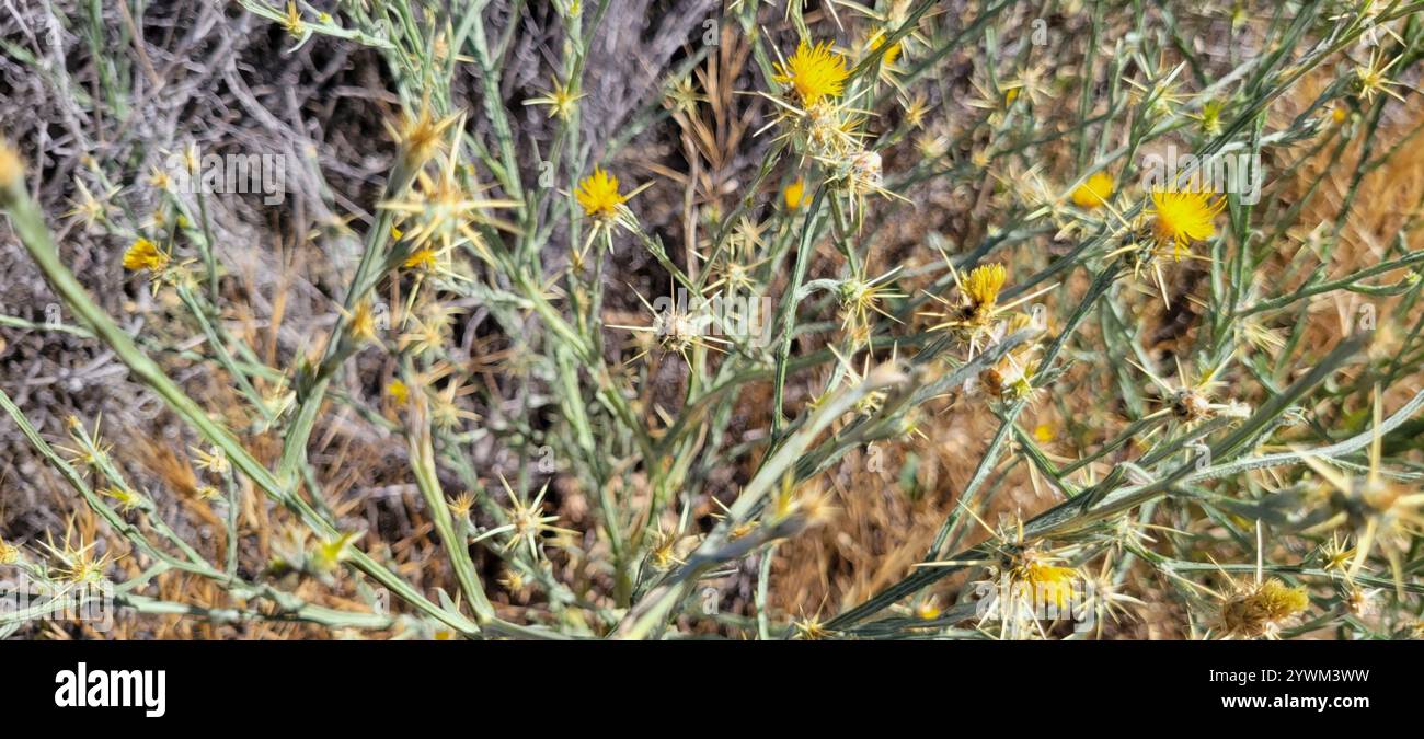 Yellow Star-Thistle (Centaurea solstitialis Stock Photo - Alamy