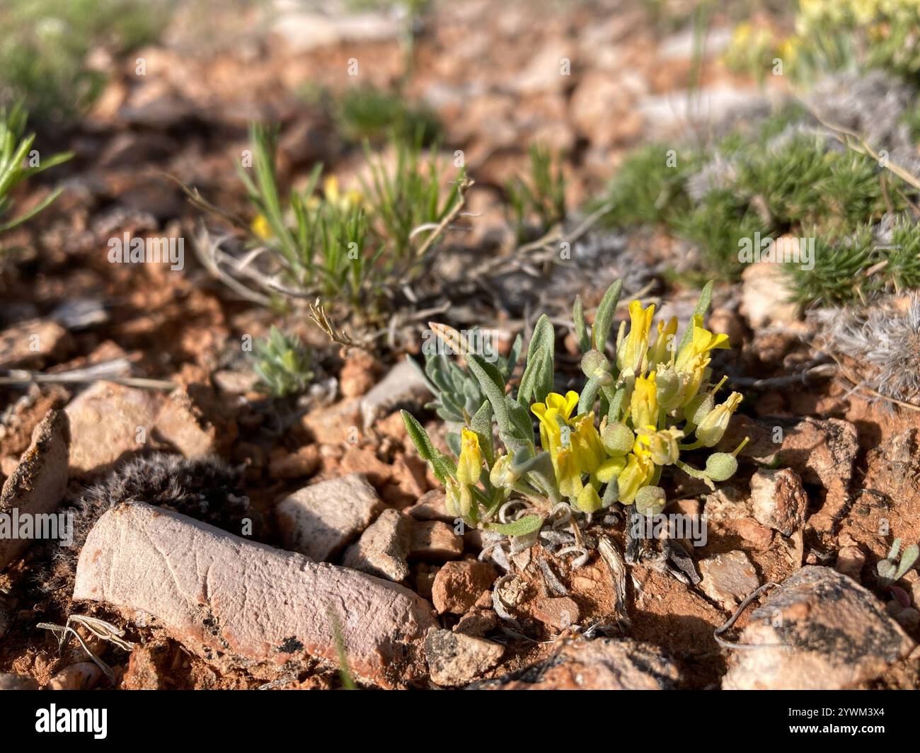 Spatulate Bladderpod (Physaria spatulata Stock Photo - Alamy