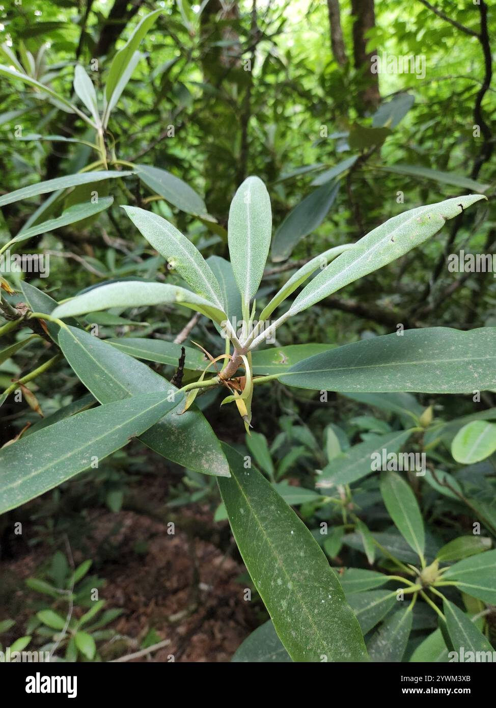 great rhododendron (Rhododendron maximum Stock Photo - Alamy