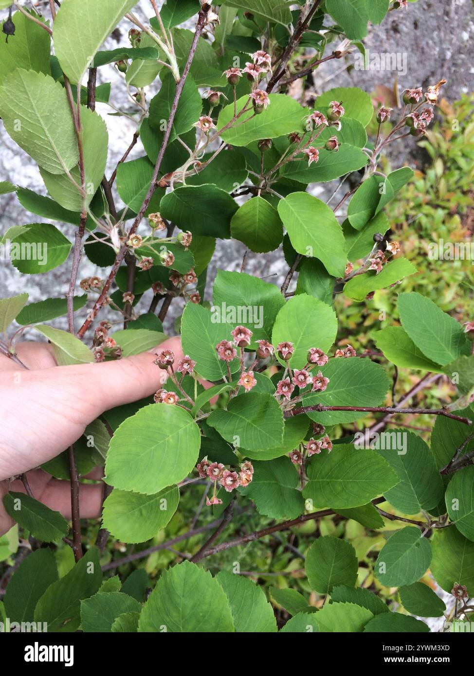 Low Serviceberry (Amelanchier humilis Stock Photo - Alamy