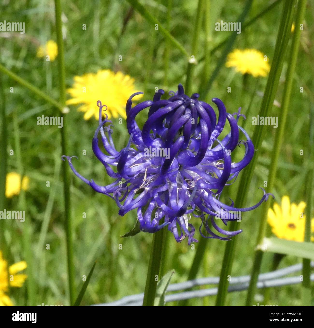 Round-headed Rampion (Phyteuma orbiculare Stock Photo - Alamy