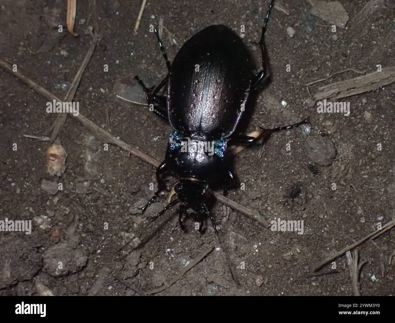 Bronze Ground Beetle (Carabus nemoralis Stock Photo - Alamy