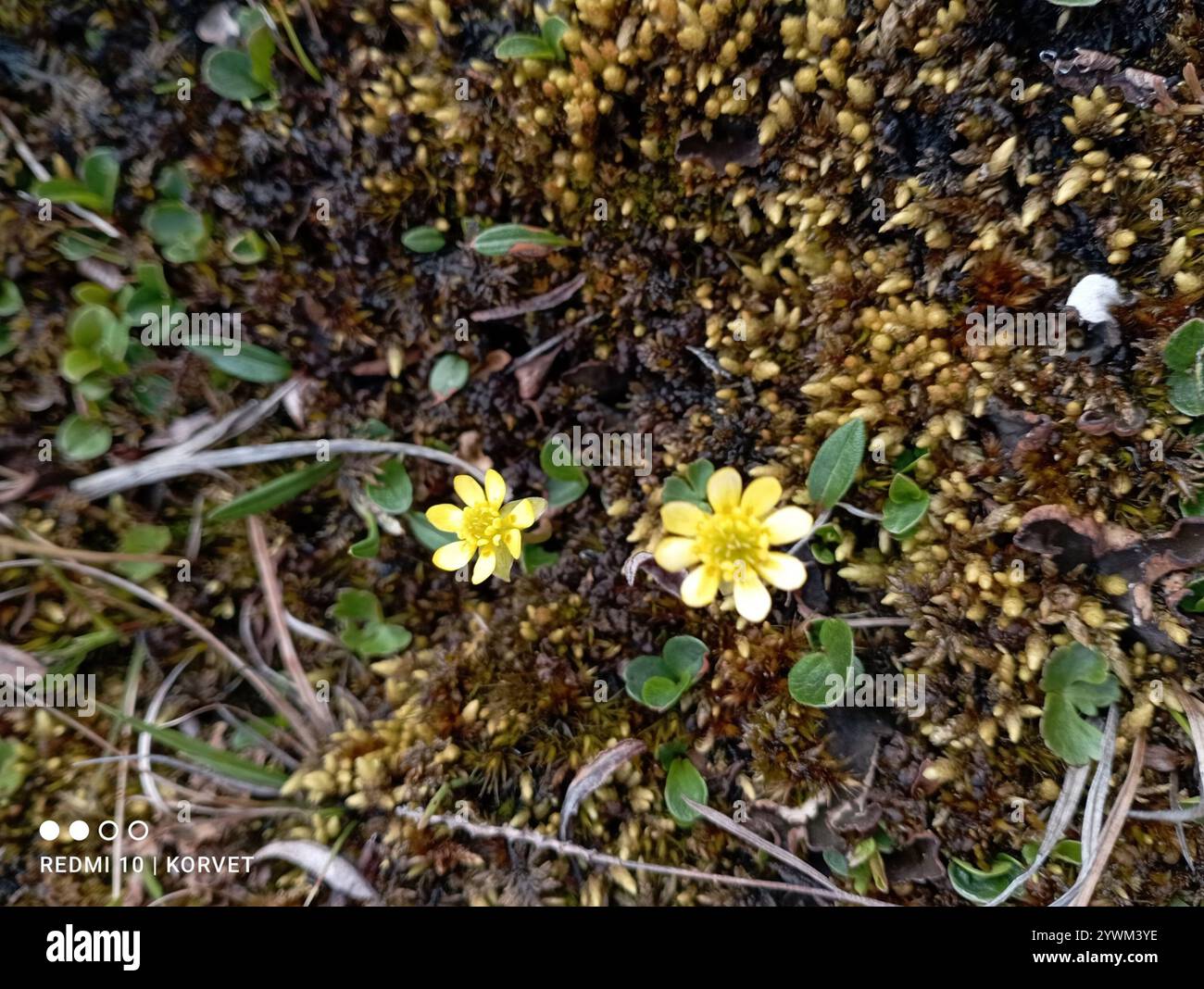 Lapland Buttercup (Ranunculus lapponicus Stock Photo - Alamy