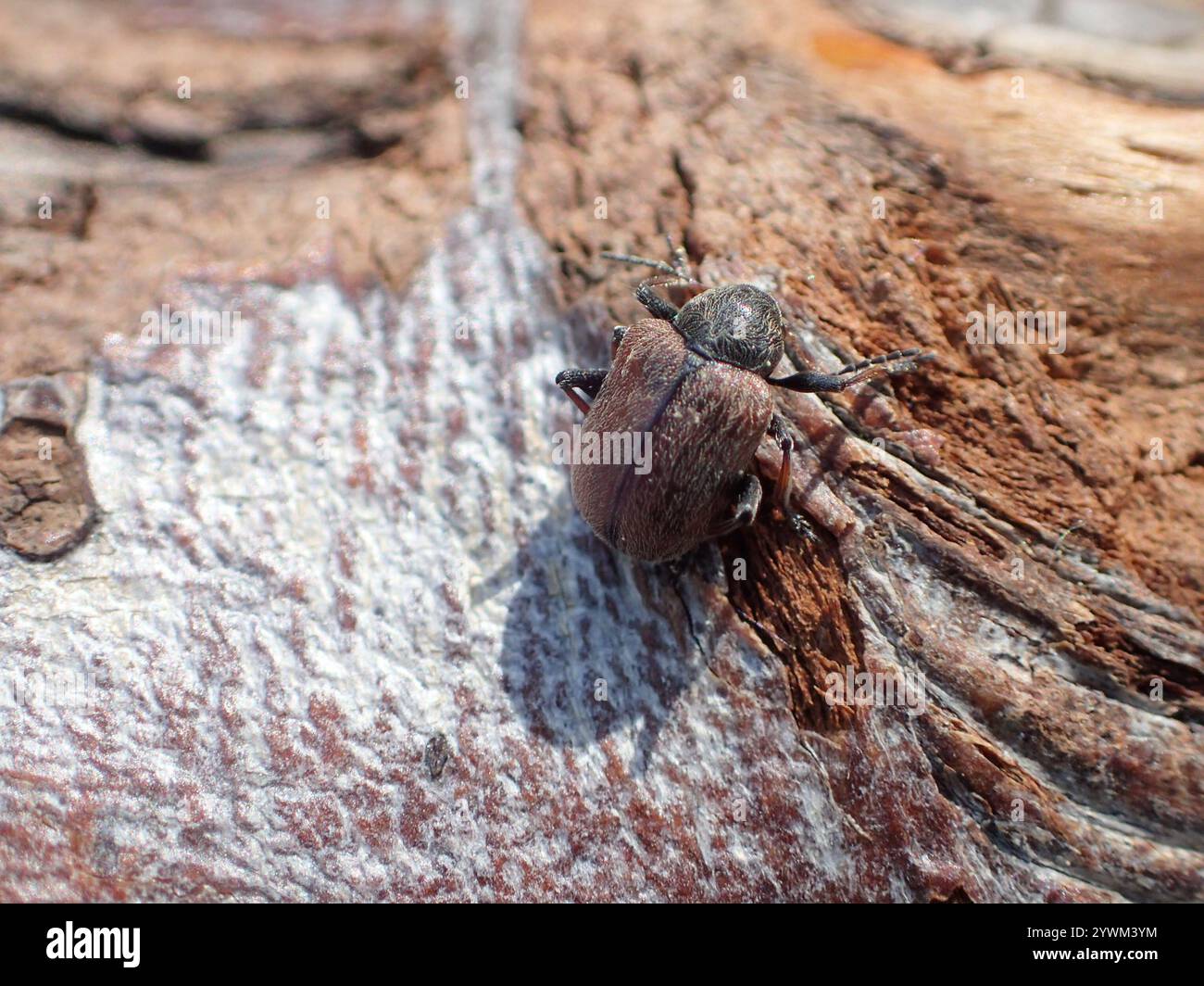 Western Grape Rootworm (Bromius obscurus Stock Photo - Alamy