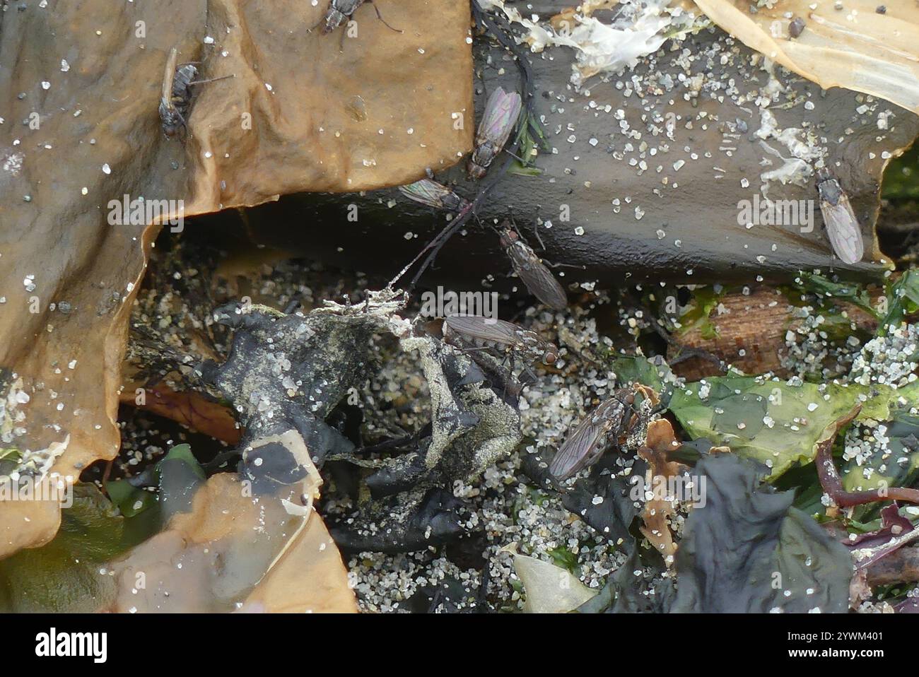Seaweed Flies (Fucellia Stock Photo - Alamy
