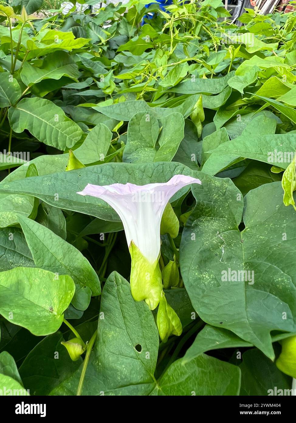 false bindweeds (Calystegia Stock Photo - Alamy