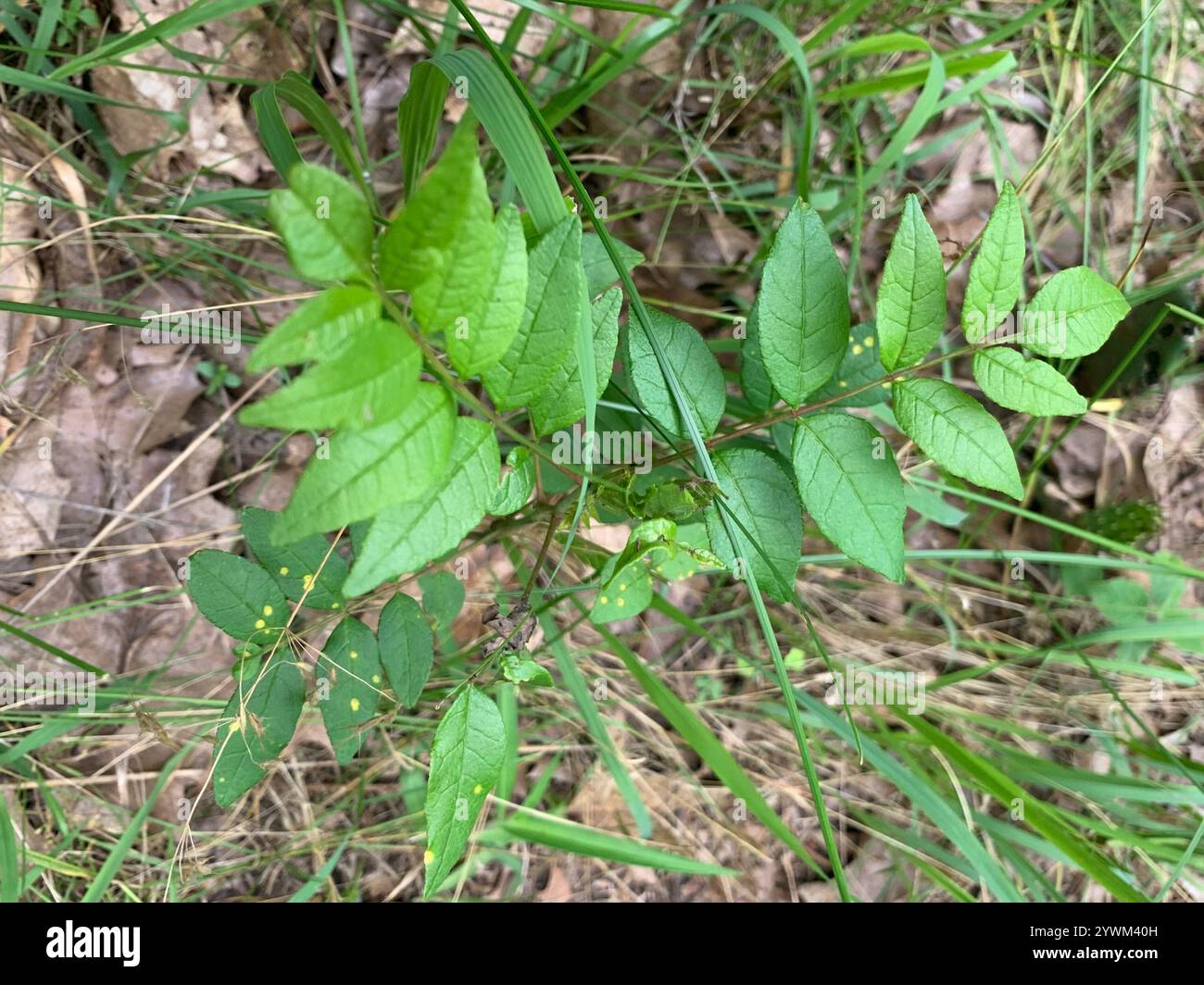 common prickly ash (Zanthoxylum americanum Stock Photo - Alamy