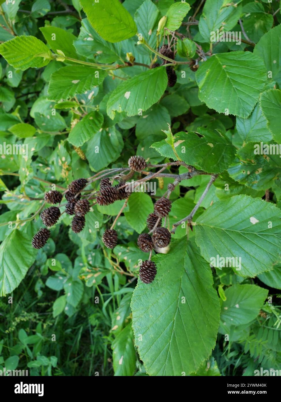 green alder (Alnus alnobetula Stock Photo - Alamy