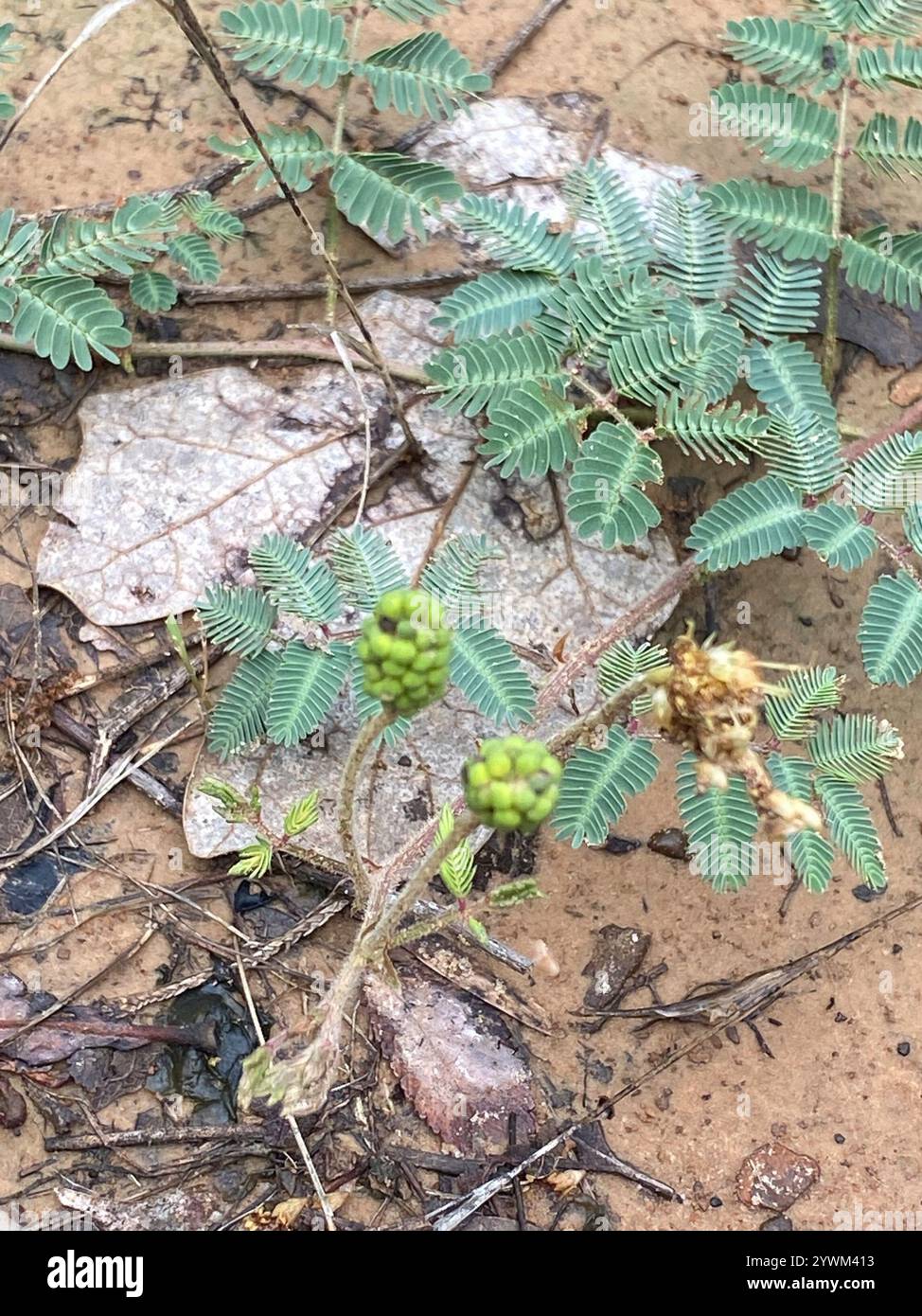 Yellow Puff (Neptunia lutea Stock Photo - Alamy