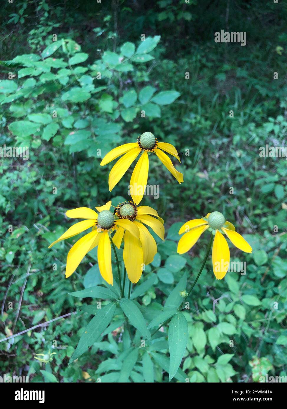 grey-headed coneflower (Ratibida pinnata Stock Photo - Alamy