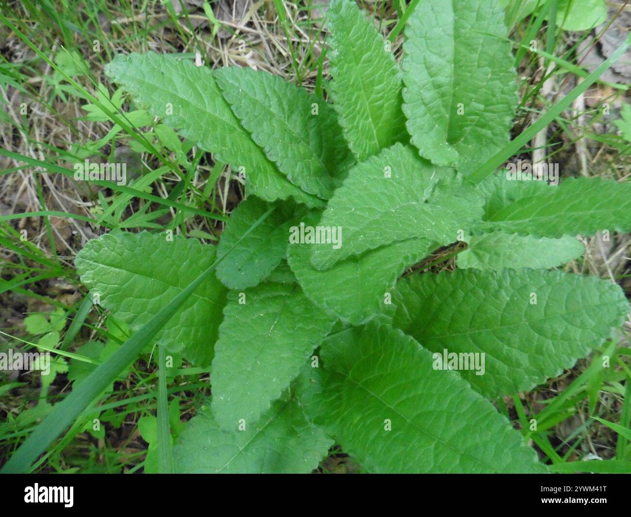 common hedge-nettle (Betonica officinalis Stock Photo - Alamy