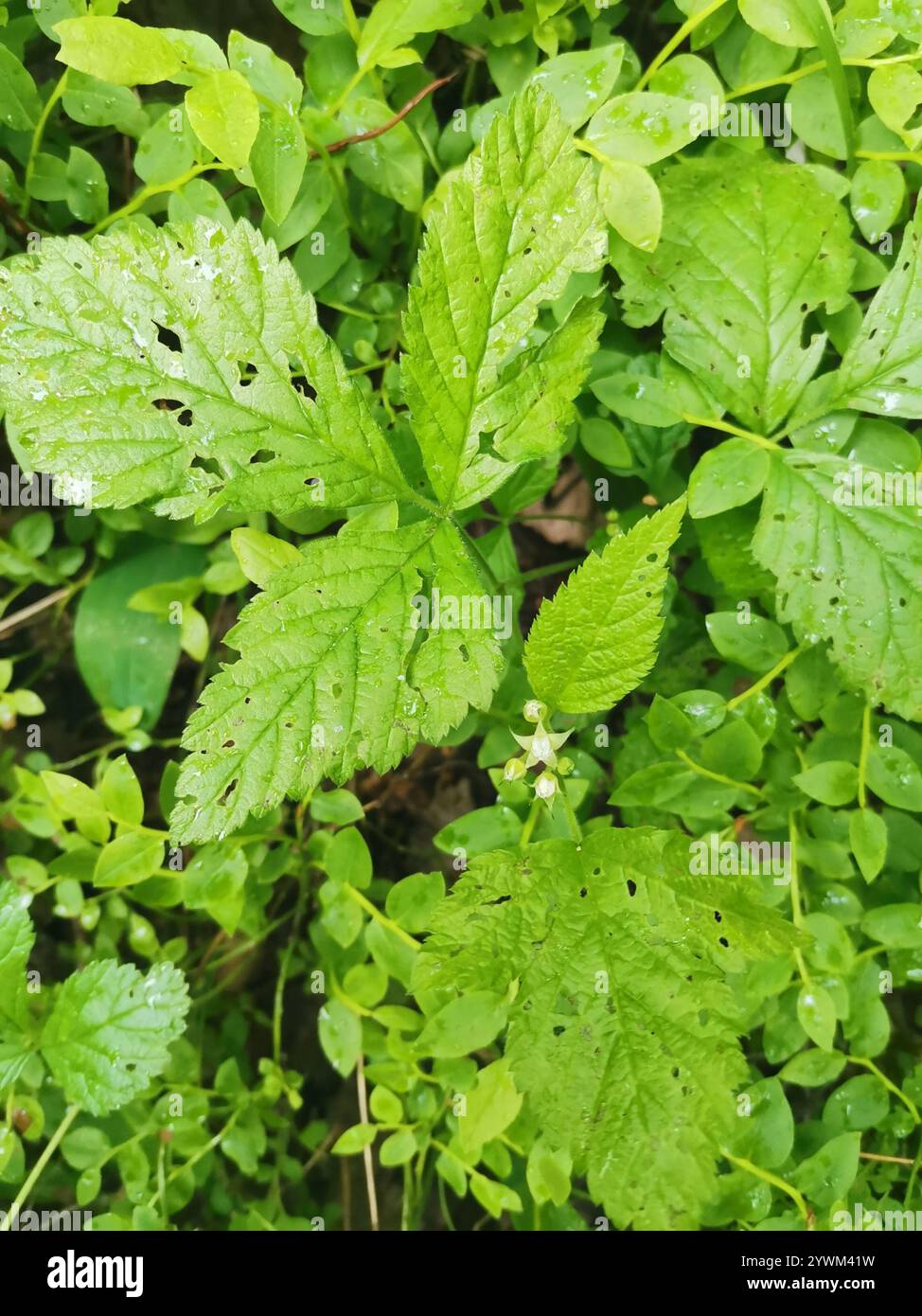 Stone Bramble (Rubus saxatilis Stock Photo - Alamy