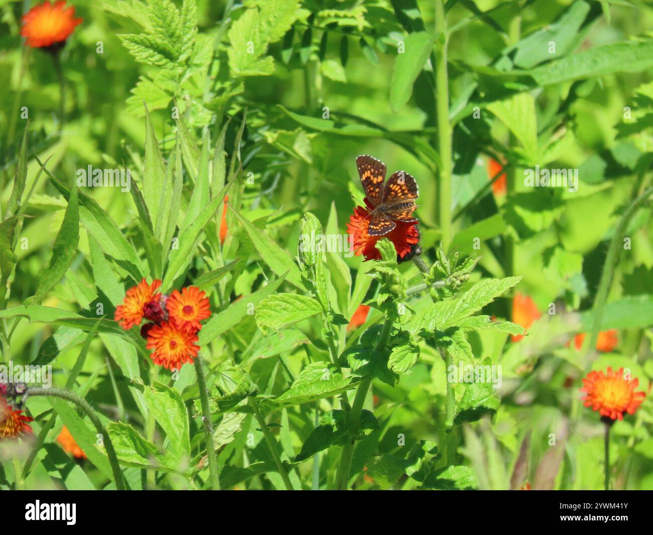 Chlosyne harrisii hi-res stock photography and images - Alamy