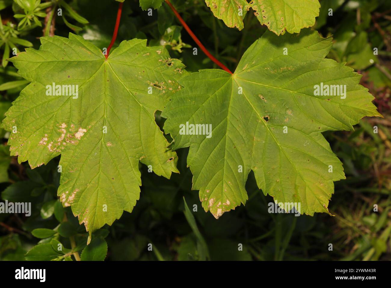 sycamore maple (Acer pseudoplatanus Stock Photo - Alamy