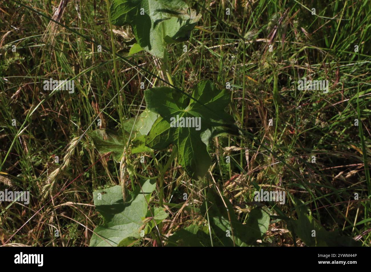 coastal manroot (Marah oregana Stock Photo - Alamy