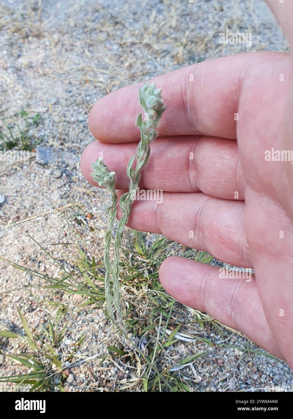 field fluffweed (Filago arvensis Stock Photo - Alamy