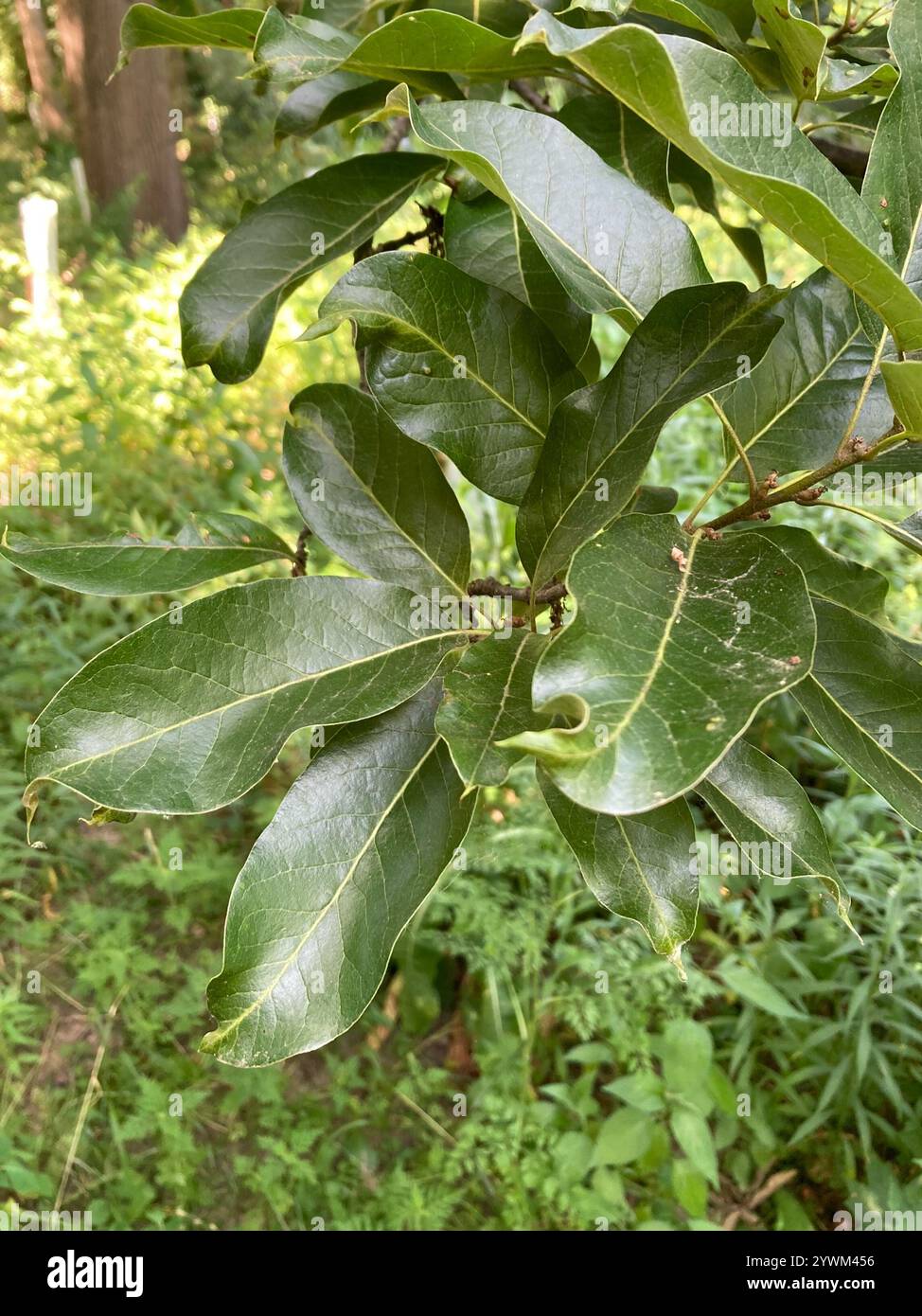 shingle oak (Quercus imbricaria Stock Photo - Alamy