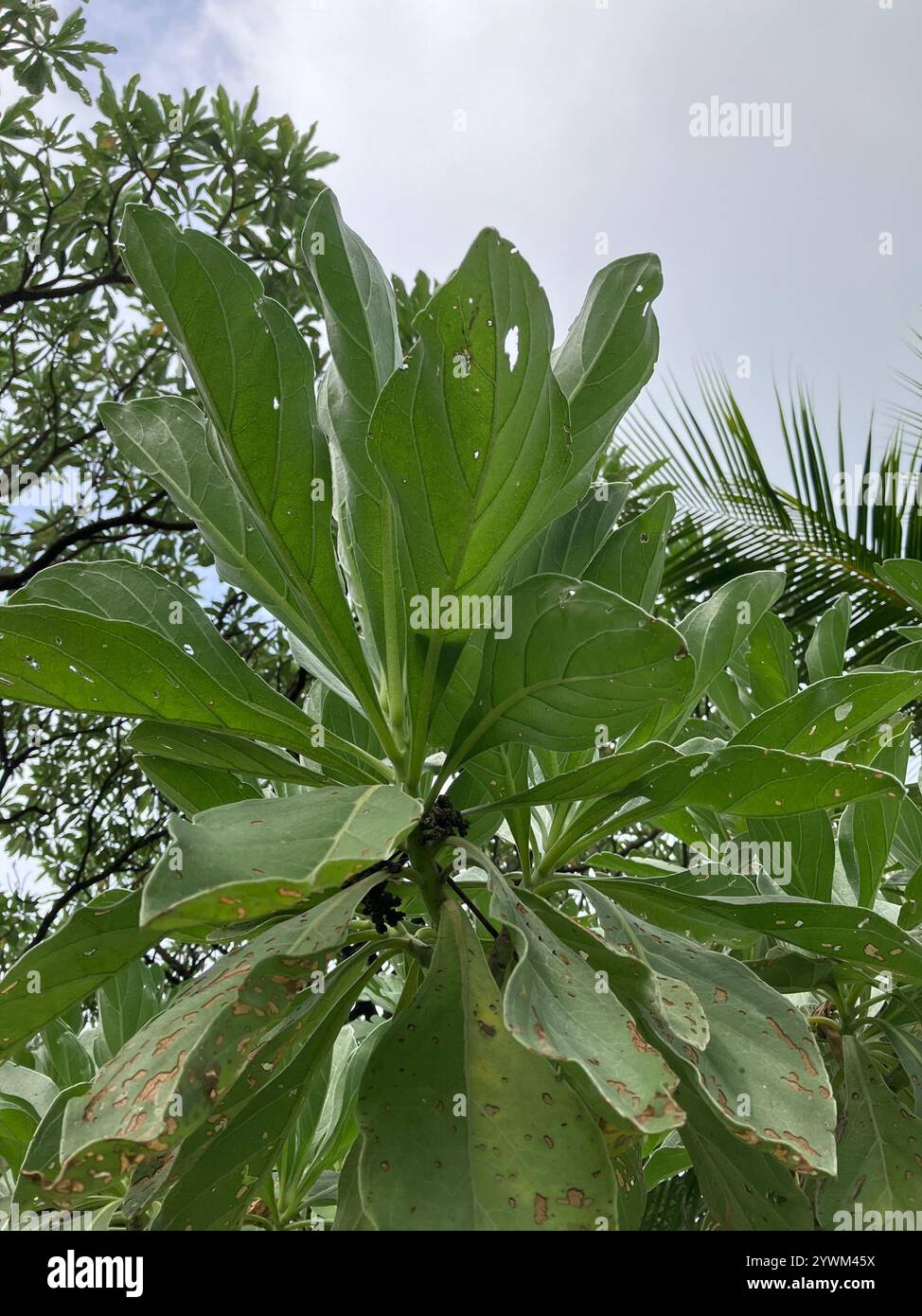 tree heliotrope (Heliotropium arboreum Stock Photo - Alamy