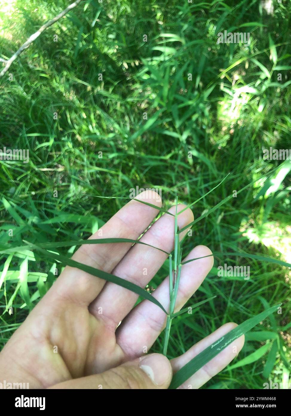 nimblewill (Muhlenbergia schreberi Stock Photo - Alamy