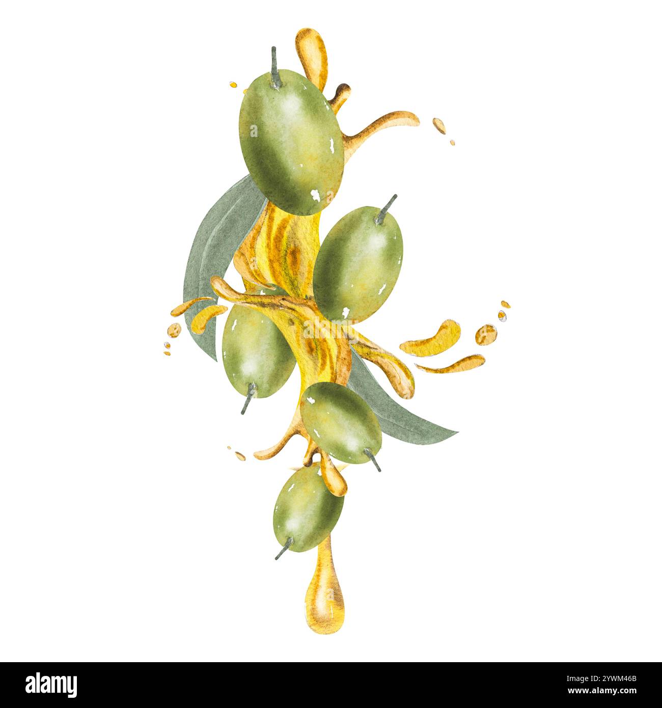 Olive fruits and olive leaves in drops of olive oil. Olive oil drops ...
