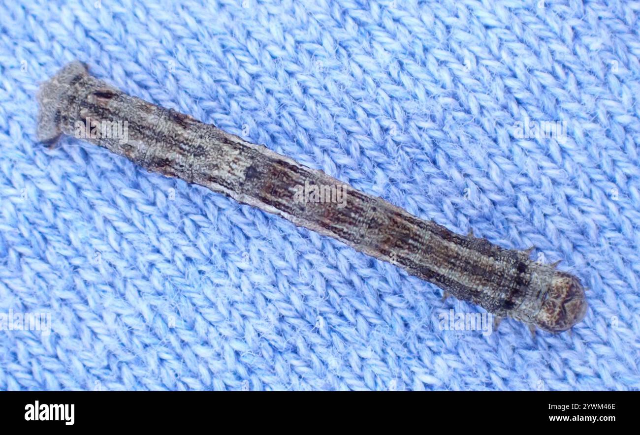 Scalloped Hazel (Odontopera bidentata Stock Photo - Alamy
