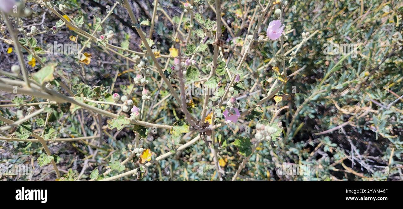 southern coastal bushmallow (Malacothamnus fasciculatus Stock Photo - Alamy