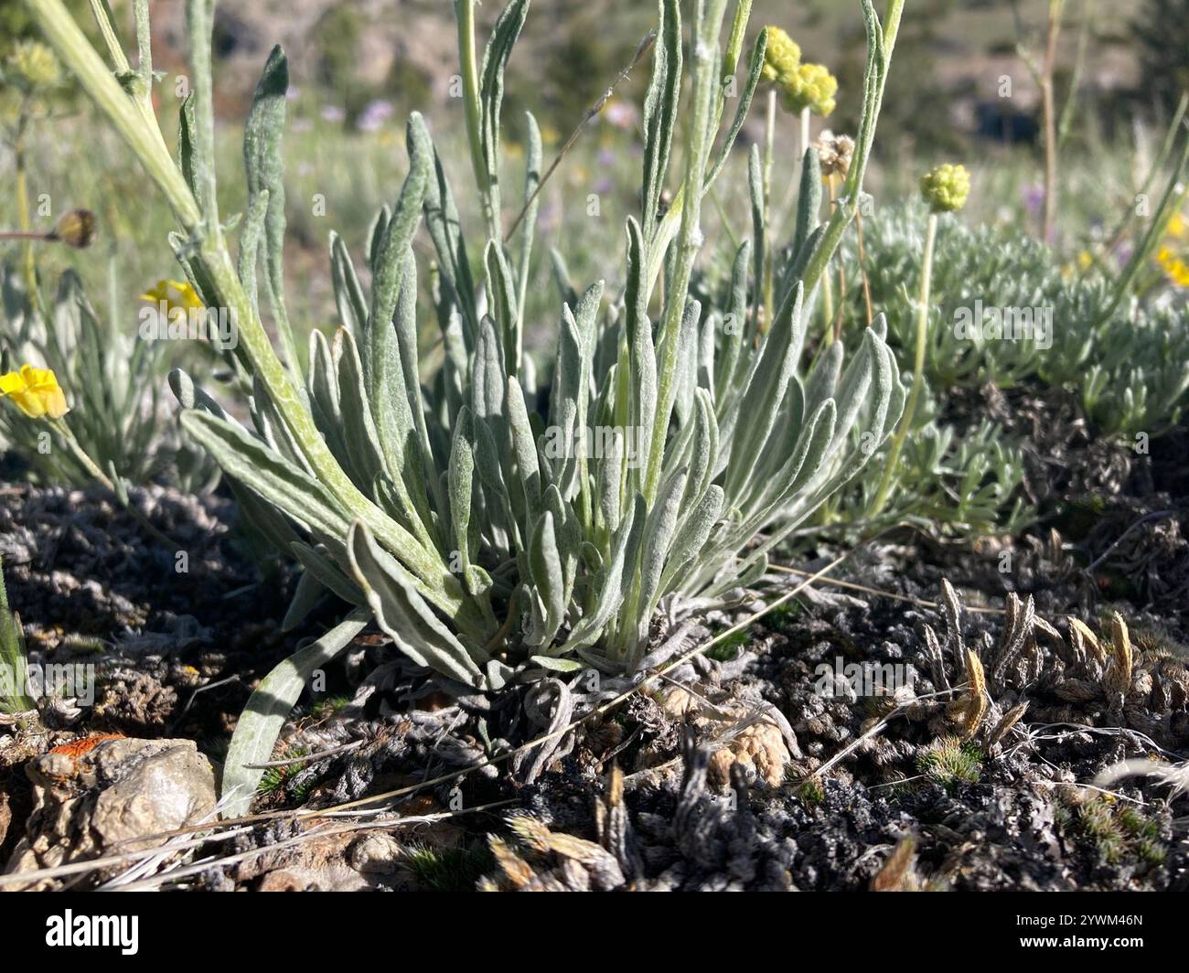 woolly groundsel (Packera cana Stock Photo - Alamy