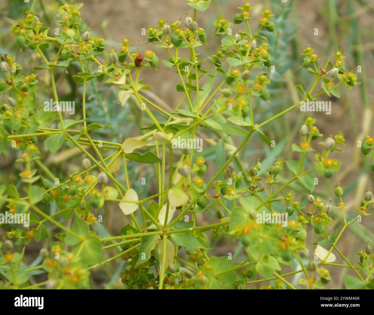 steppe spurge (Euphorbia seguieriana Stock Photo - Alamy