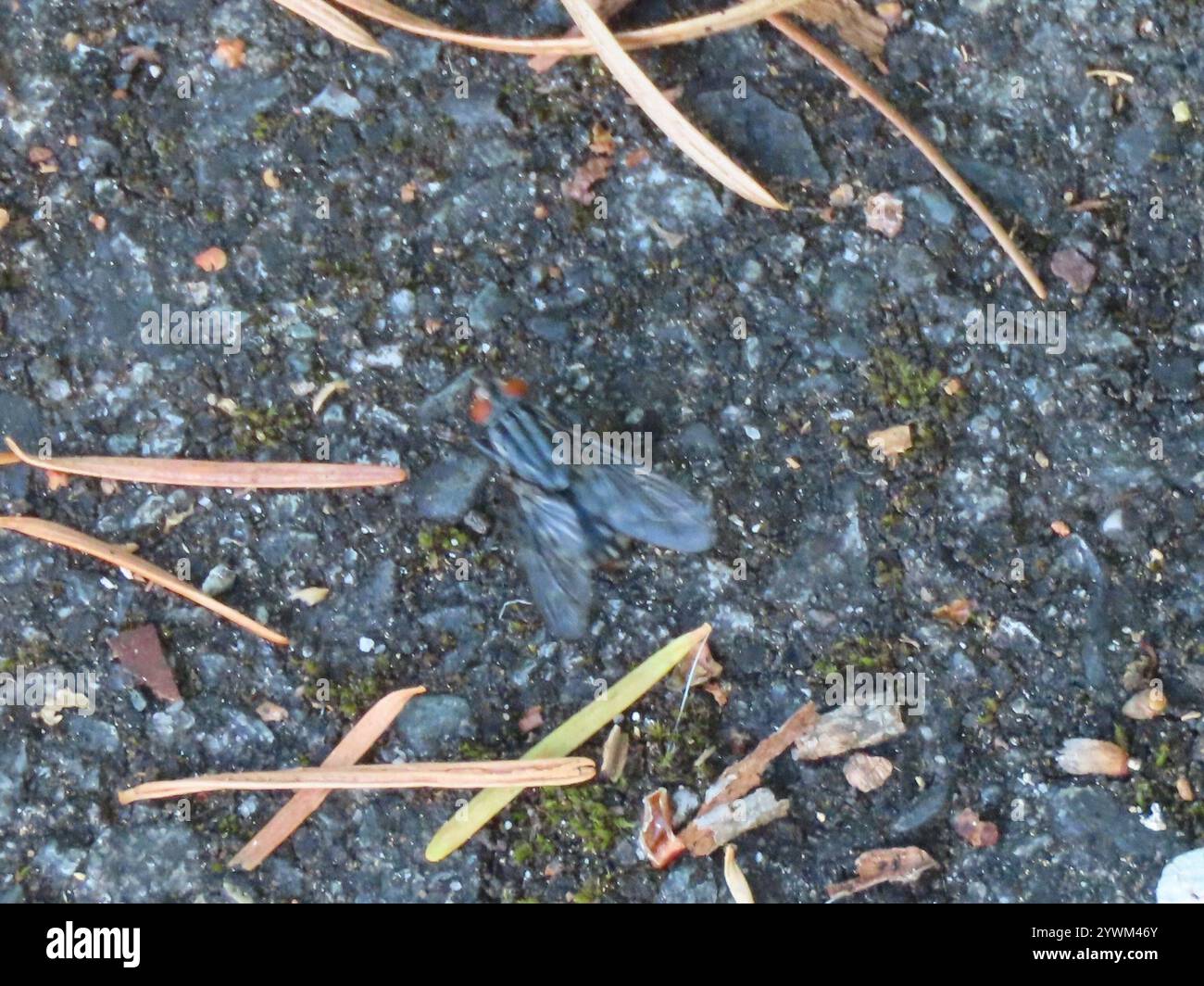 Common Flesh Flies (Sarcophaga Stock Photo - Alamy