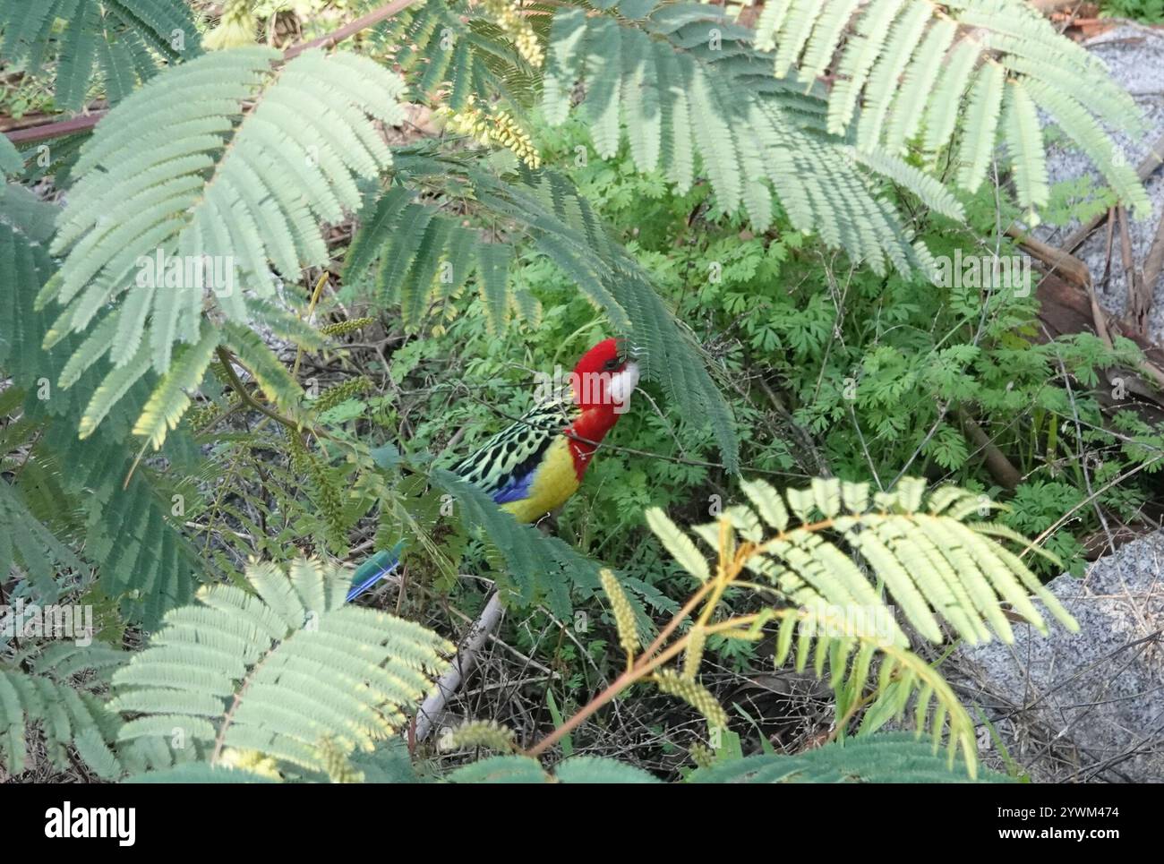 Southeast Eastern Rosella (Platycercus eximius eximius Stock Photo - Alamy