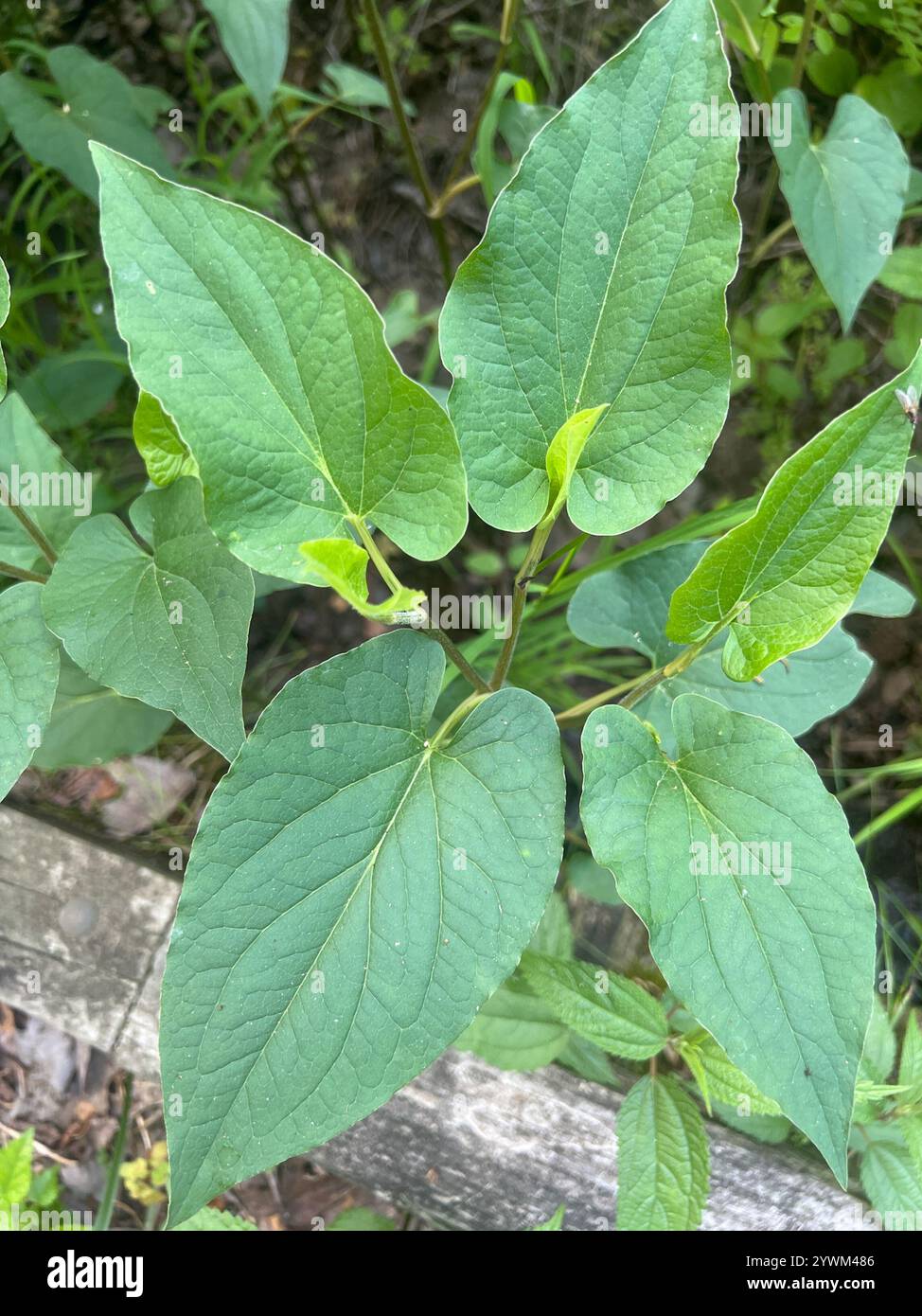 lizard's tail (Saururus cernuus Stock Photo - Alamy