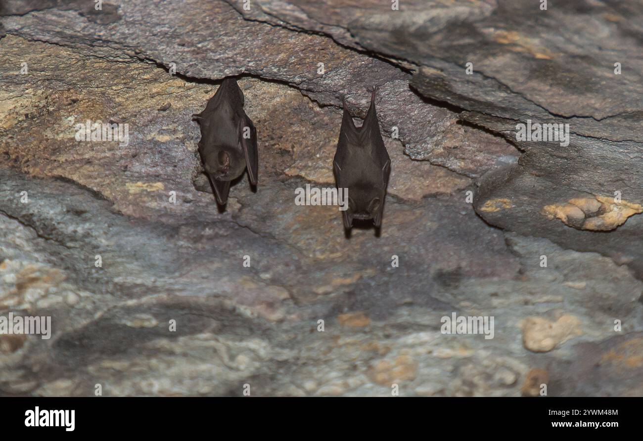 Thumbless Bat (Furipterus horrens Stock Photo - Alamy