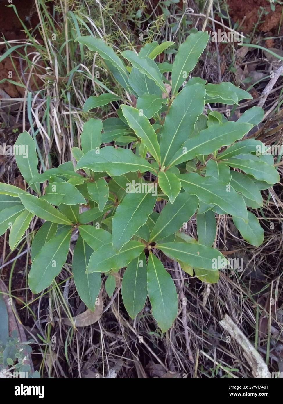 Australian Cheesewood (Pittosporum undulatum Stock Photo - Alamy