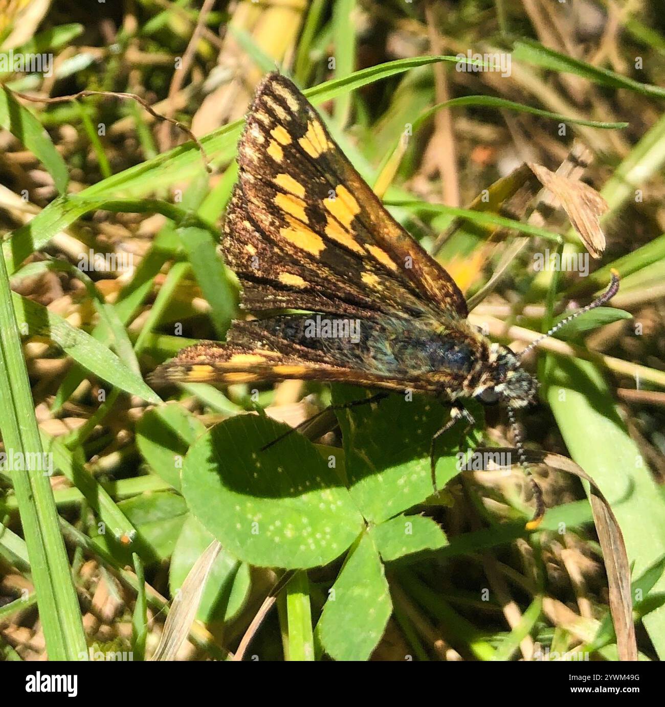Chequered Skipper (Carterocephalus palaemon Stock Photo - Alamy