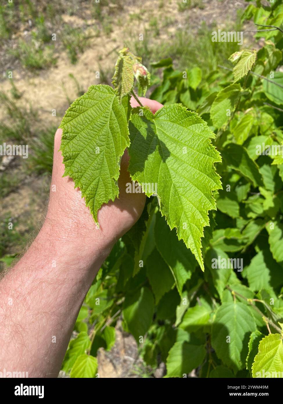 American hazelnut (Corylus americana Stock Photo - Alamy