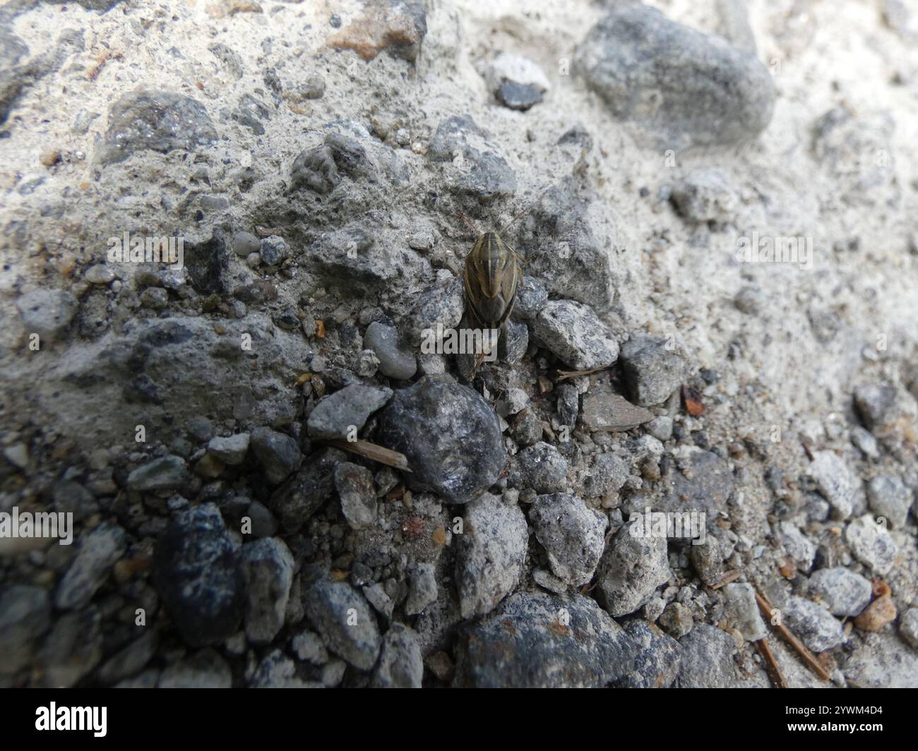 Bishop's Mitre Shield Bug (Aelia acuminata Stock Photo - Alamy