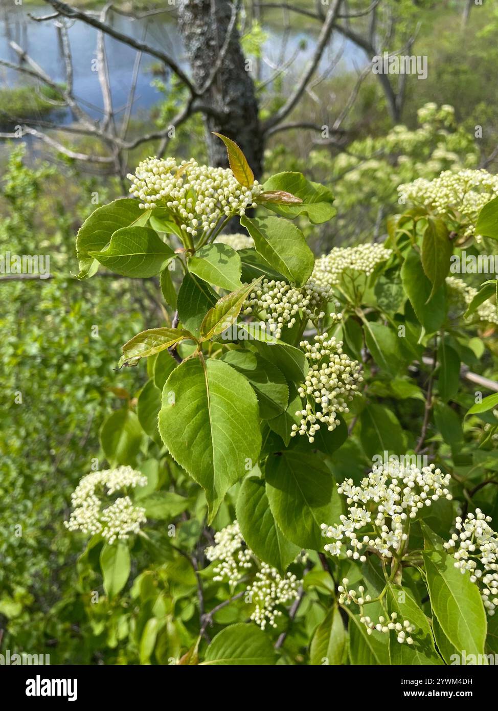 nannyberry (Viburnum lentago Stock Photo - Alamy