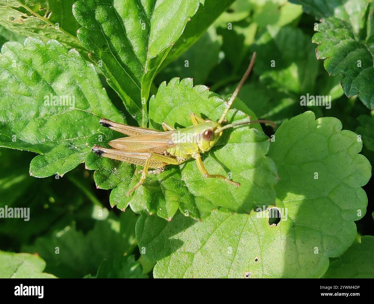 Meadow Grasshopper (Pseudochorthippus parallelus Stock Photo - Alamy