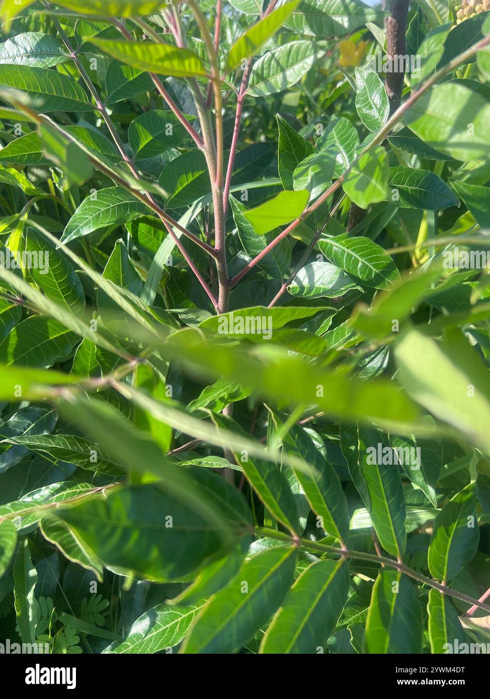 shining sumac (Rhus copallinum Stock Photo - Alamy